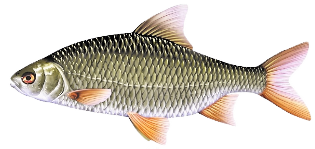 Les poissons de nos rivières - Annecy Rivières AAPPMA