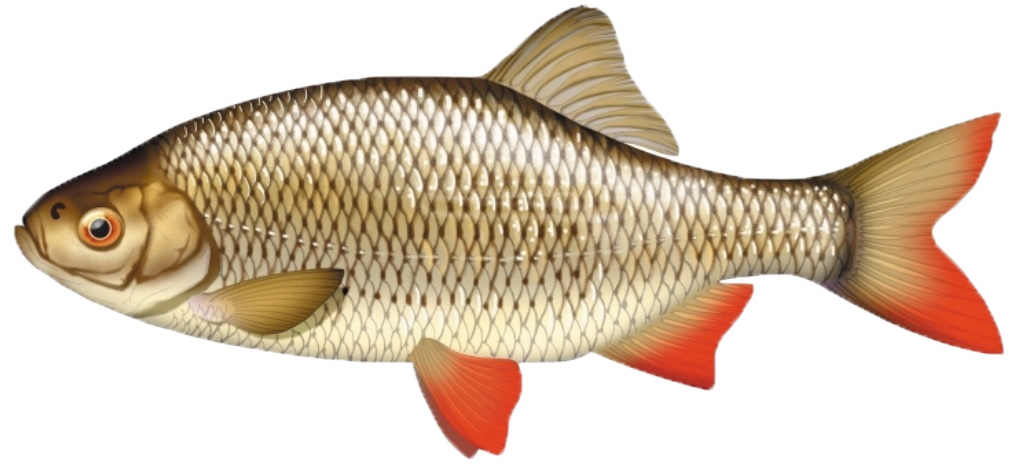 Les poissons de nos rivières - Annecy Rivières AAPPMA
