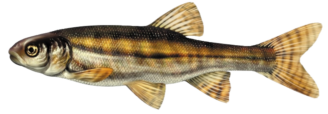 Les poissons de nos rivières - Annecy Rivières AAPPMA